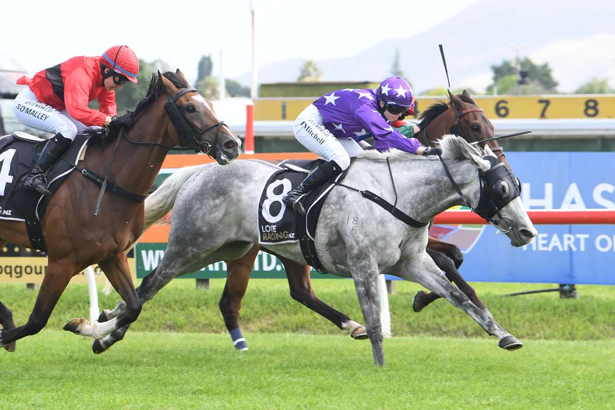 | New Zealand Thoroughbred Racehorse Owners Federation