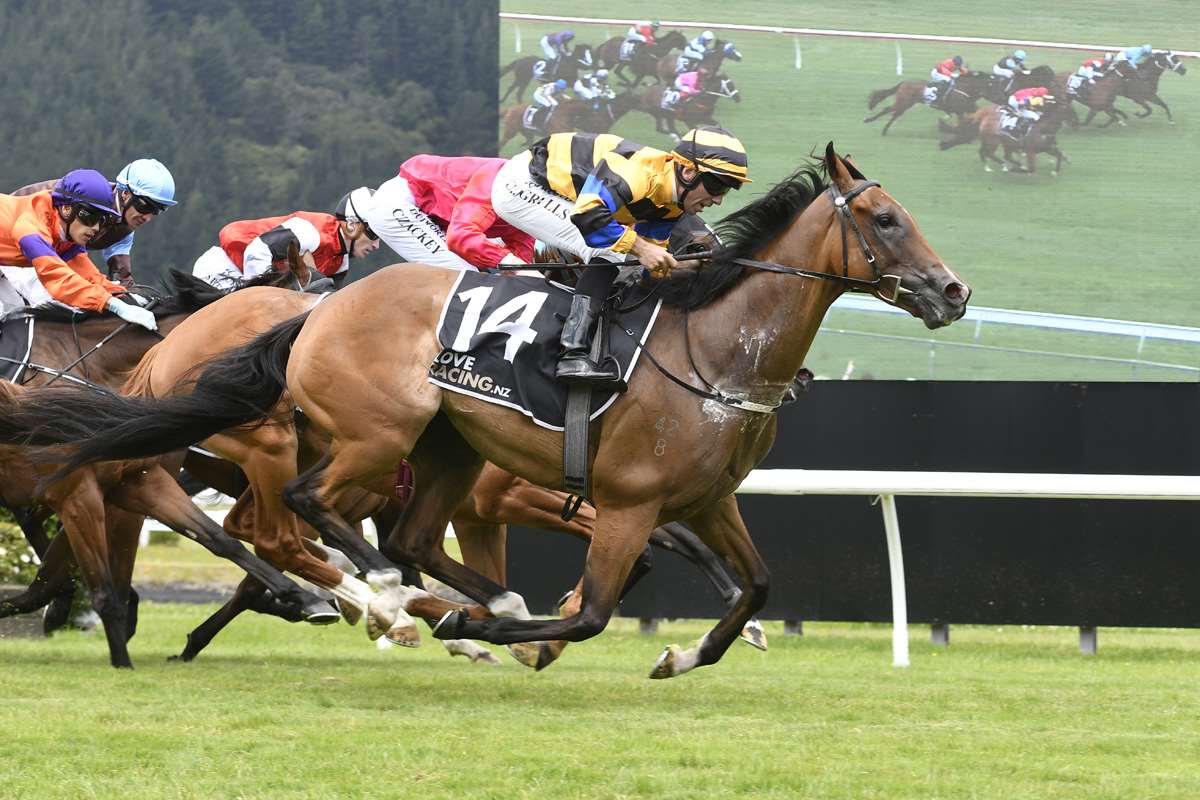 | New Zealand Thoroughbred Racehorse Owners Federation